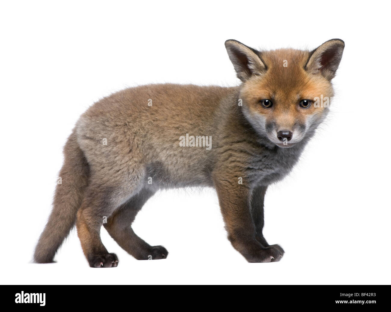 Red fox cub, Vulpes vulpes, 6 weeks old, standing in front of white ...