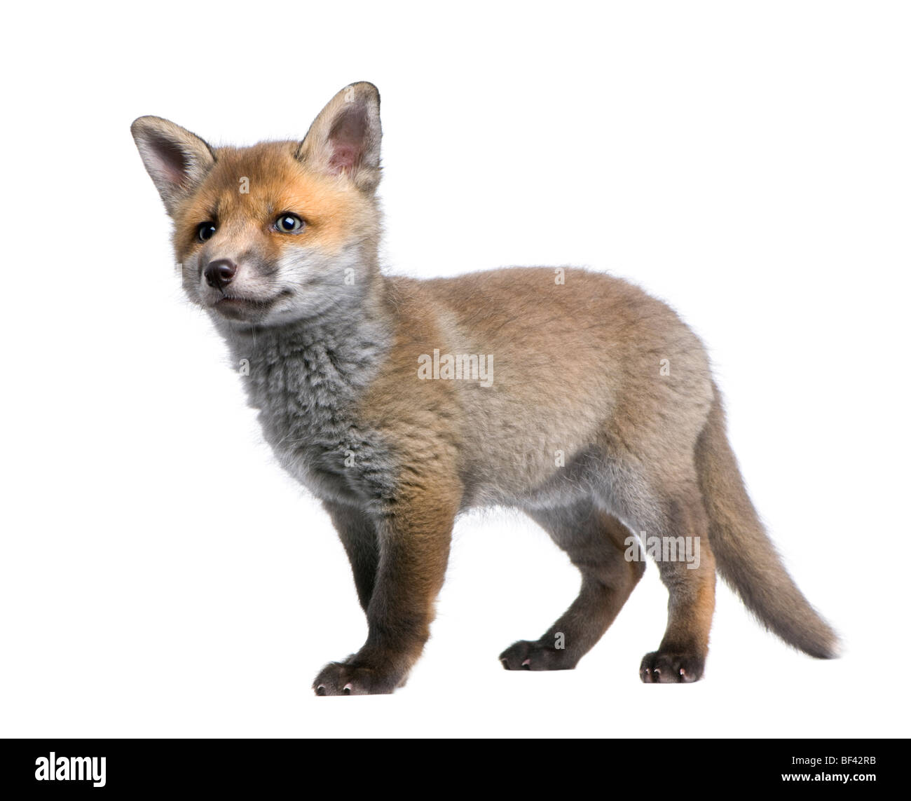 Red fox cub, Vulpes vulpes, 6 weeks old, standing in front of white ...