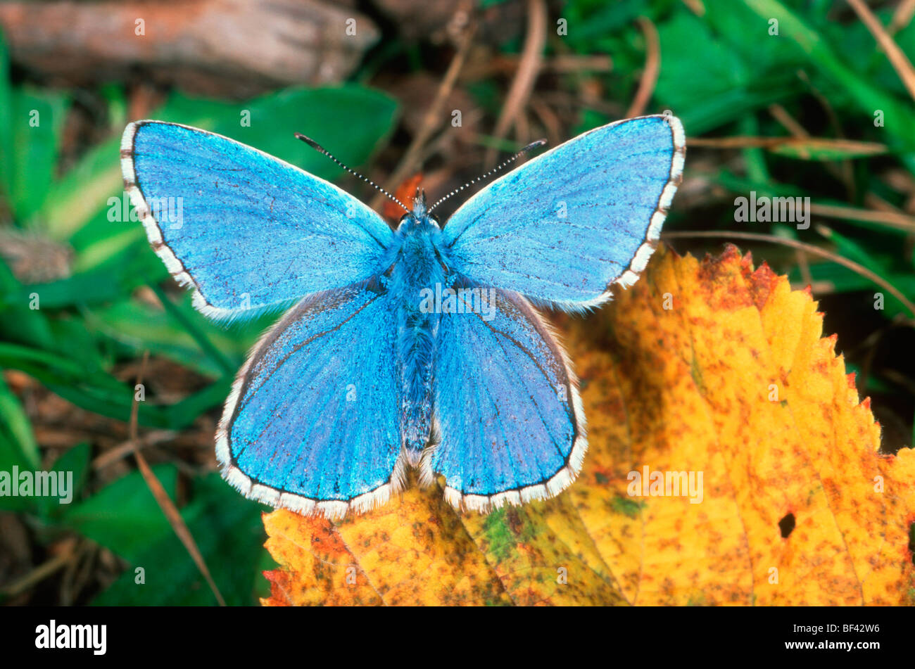 Adonis Blue Butterfly (Lysandra bellargus) On leaf with open wings ...