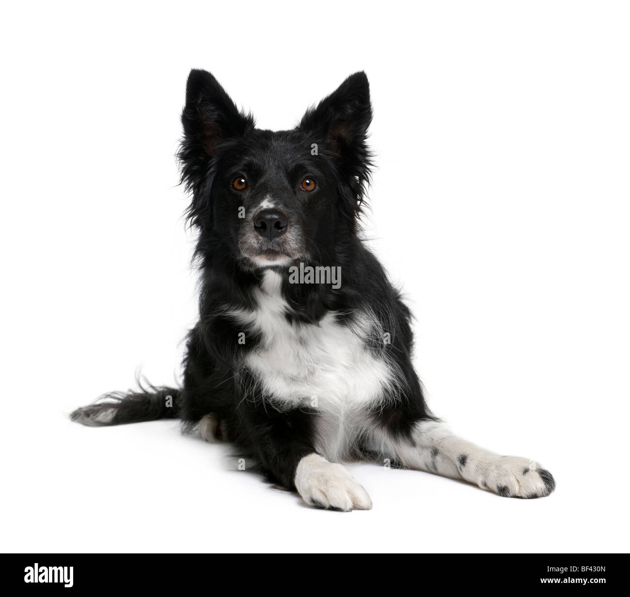 Border Collie, 6 years old, sitting in front of white background ...