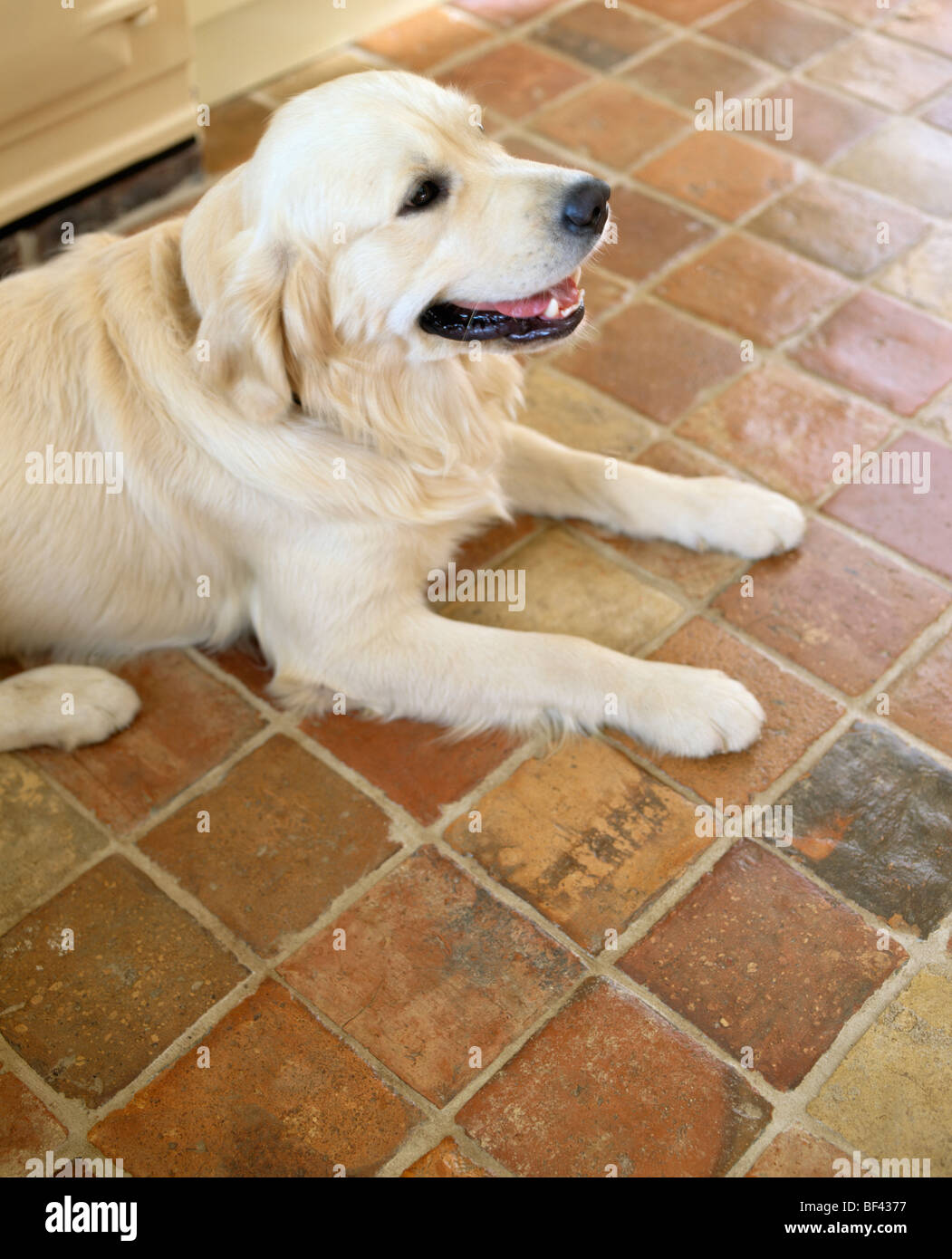 Close-up of golden retriever dog lying on quarry tiled floor Stock ...