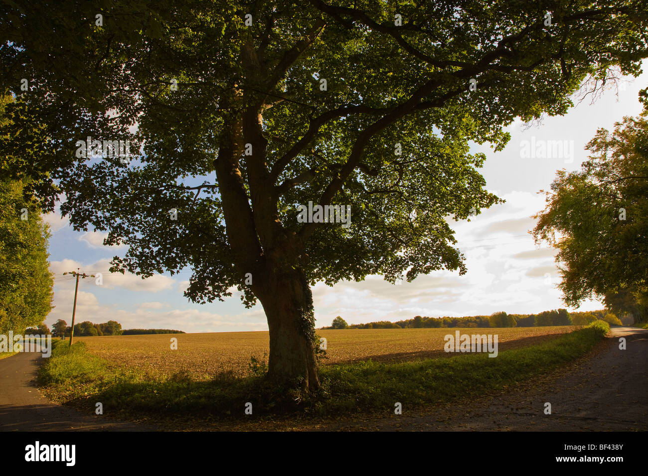 Tree lane hi-res stock photography and images - Alamy