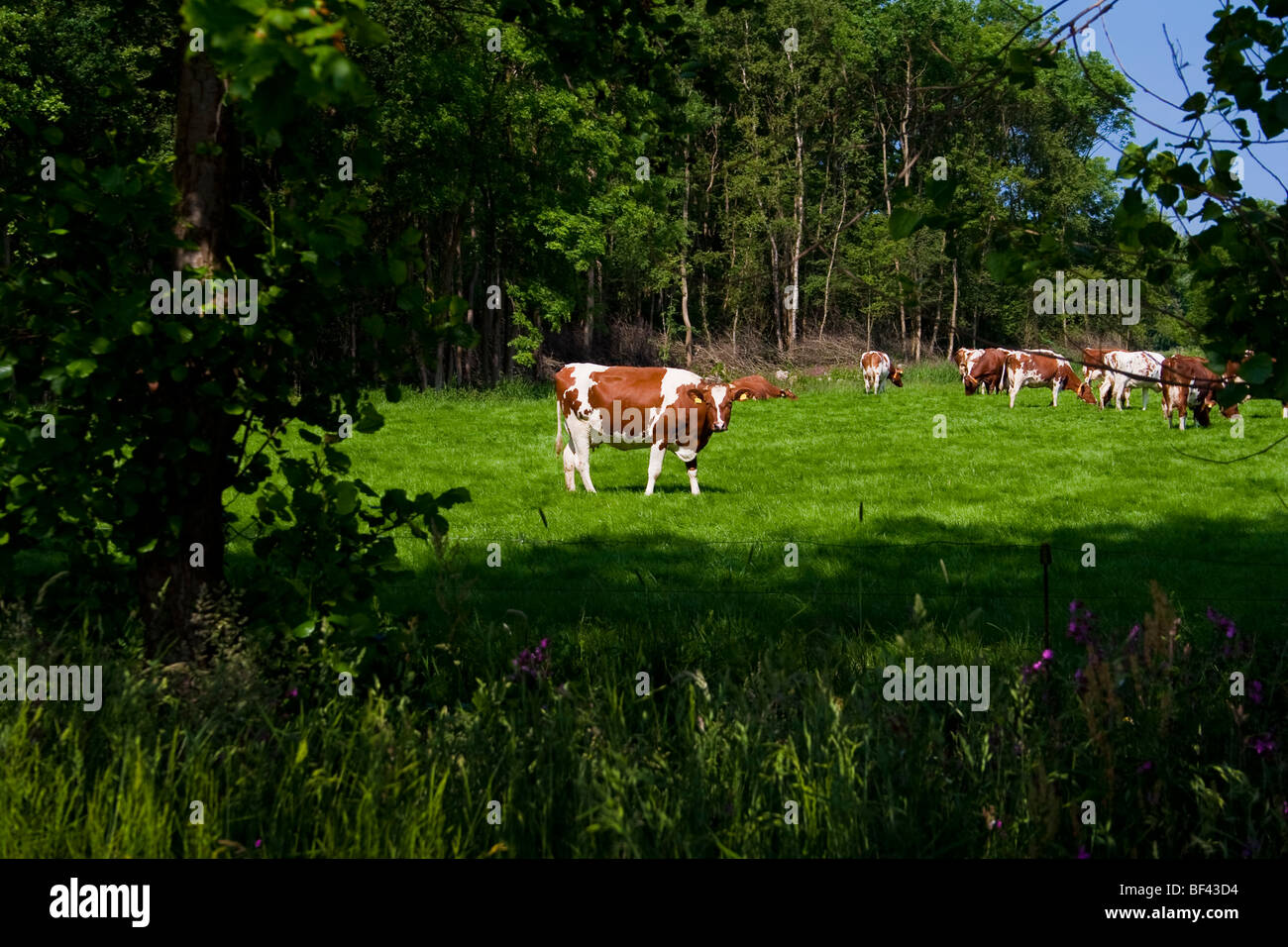 Holland Netherlands brown cattle cow cows field Stock Photo - Alamy