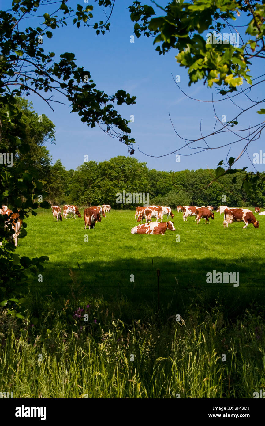 Holland Netherlands brown cattle cow cows field Stock Photo - Alamy