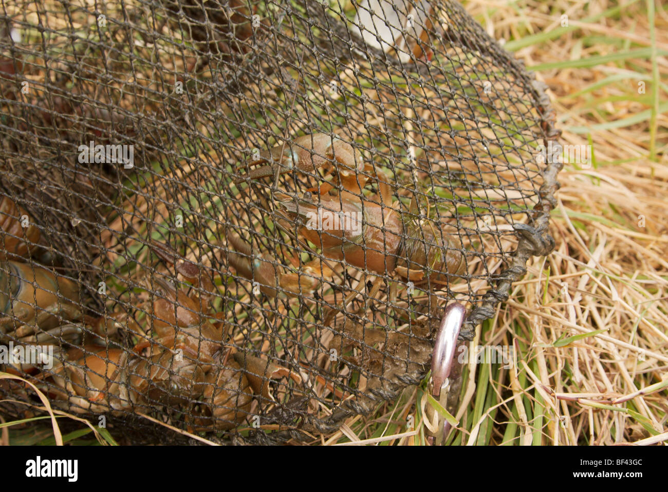 several signal crayfish inside a crayfish trap set in the river thames ...