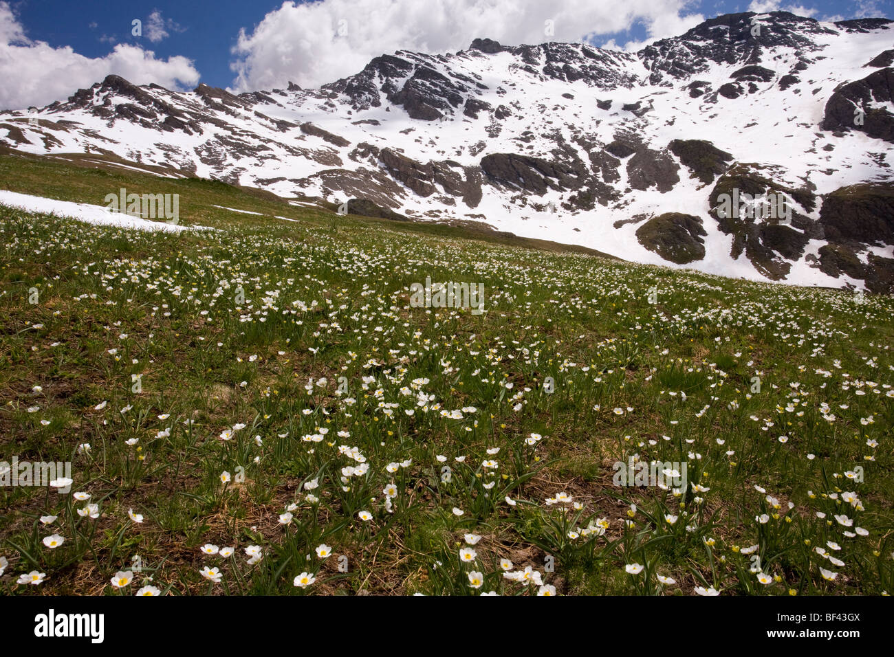 Flowery species-rich pastures with Pyrenean Buttercup Ranunculus ...