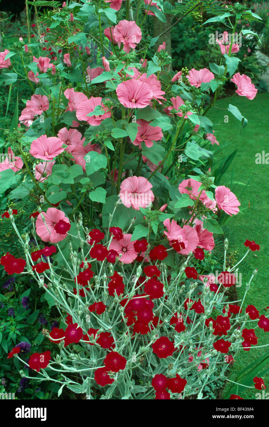 Perennials lychnis coronaria hi-res stock photography and images - Alamy