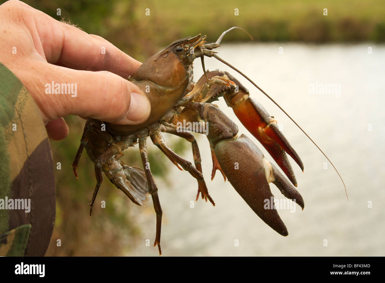 American signal crayfish hi-res stock photography and images - Alamy
