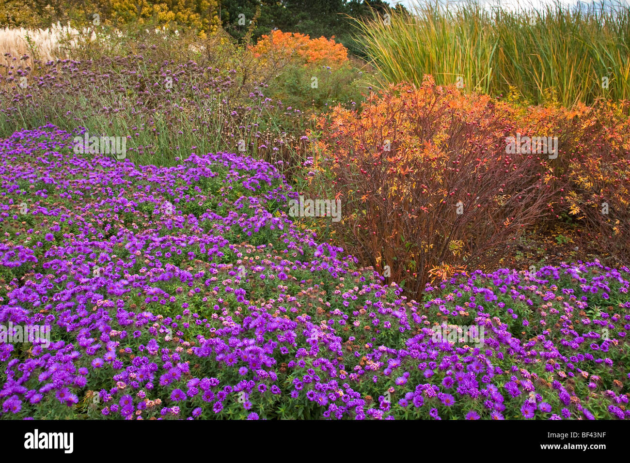 Planting perennials autumn hi-res stock photography and images - Alamy