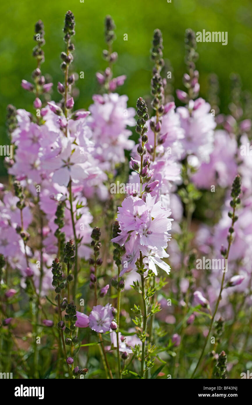 Sidalcea 'Elsie Heugh' - False Mallow, prairie mallow Stock Photo - Alamy