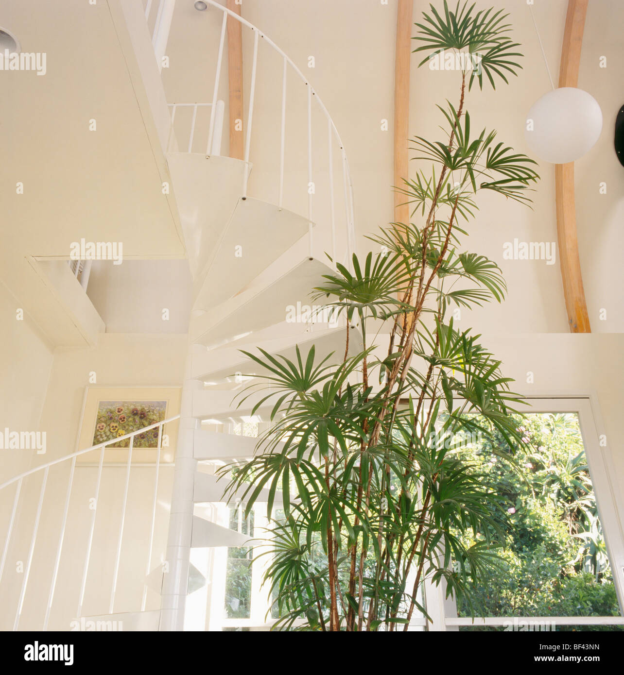 Tall green houseplant in modern white hall with white metal spiral ...