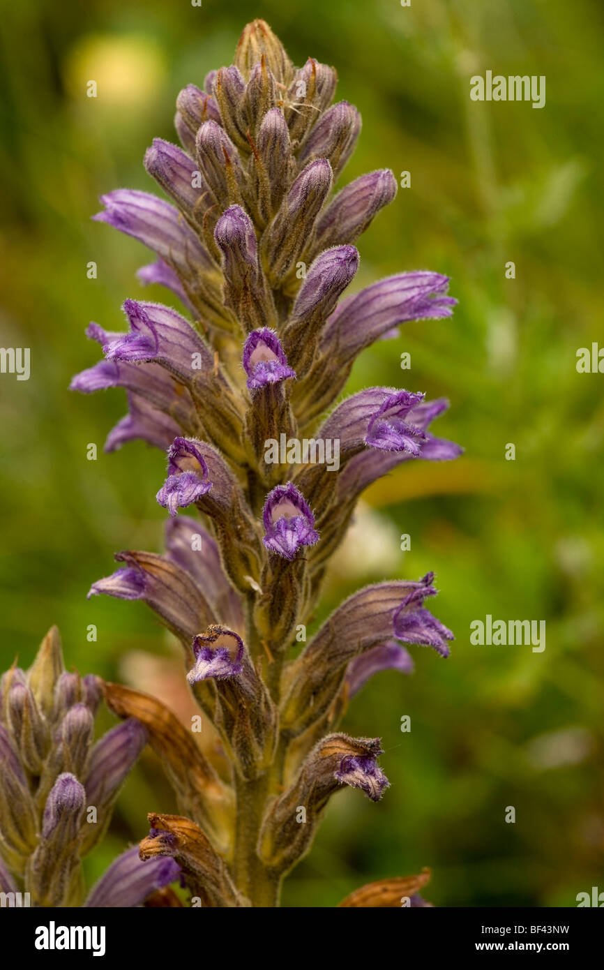 Orobanche purpurea hi-res stock photography and images - Alamy
