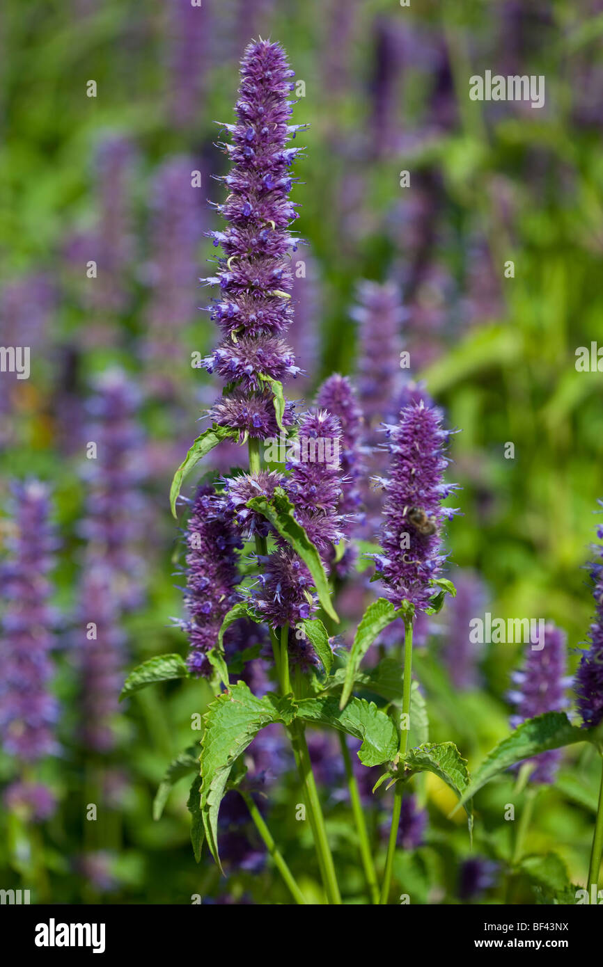 Spike Plant Name Of Purple Veronica Very Van Gogh, Spike Speedwell #1