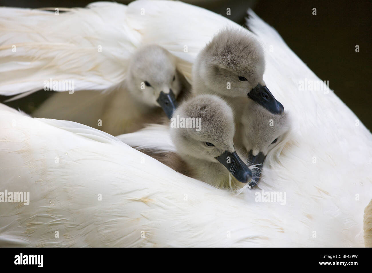 Three cygnets on mothers back in water Abbotsbury Swannery Dorset ...