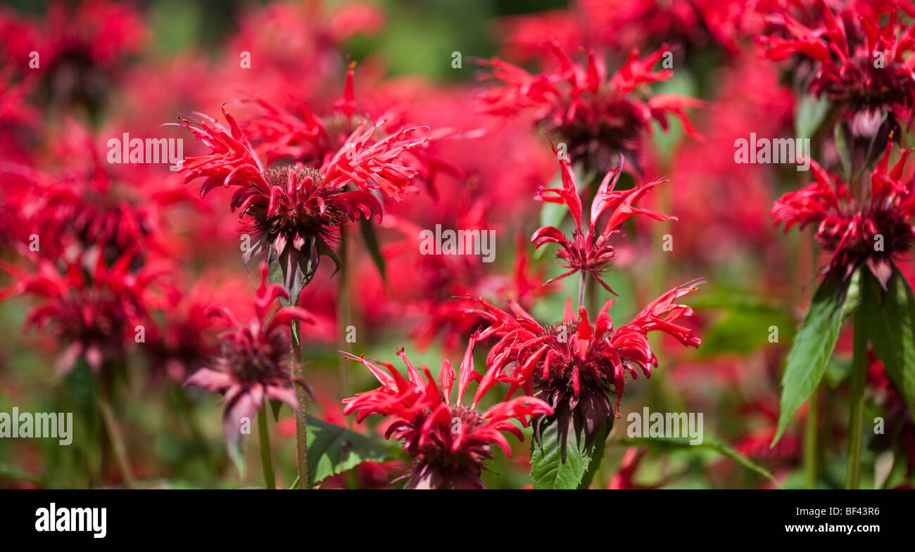Scarlet Monarda Stock Photos & Scarlet Monarda Stock Images - Alamy