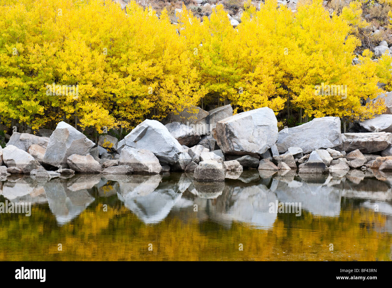 Large granite boulders and autumn aspen trees reflect into Cardinal ...