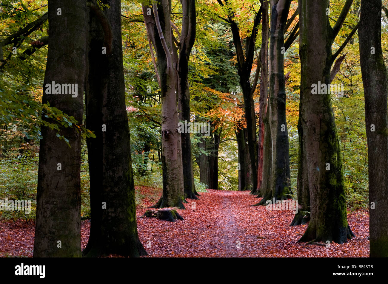 Autumn leaves carpet a path through a corridor of trees in thick ...