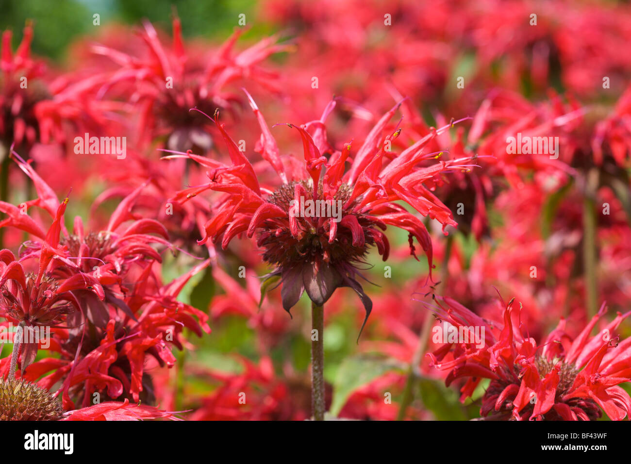 Monarda garden view scarlet bergamot hi-res stock photography and ...