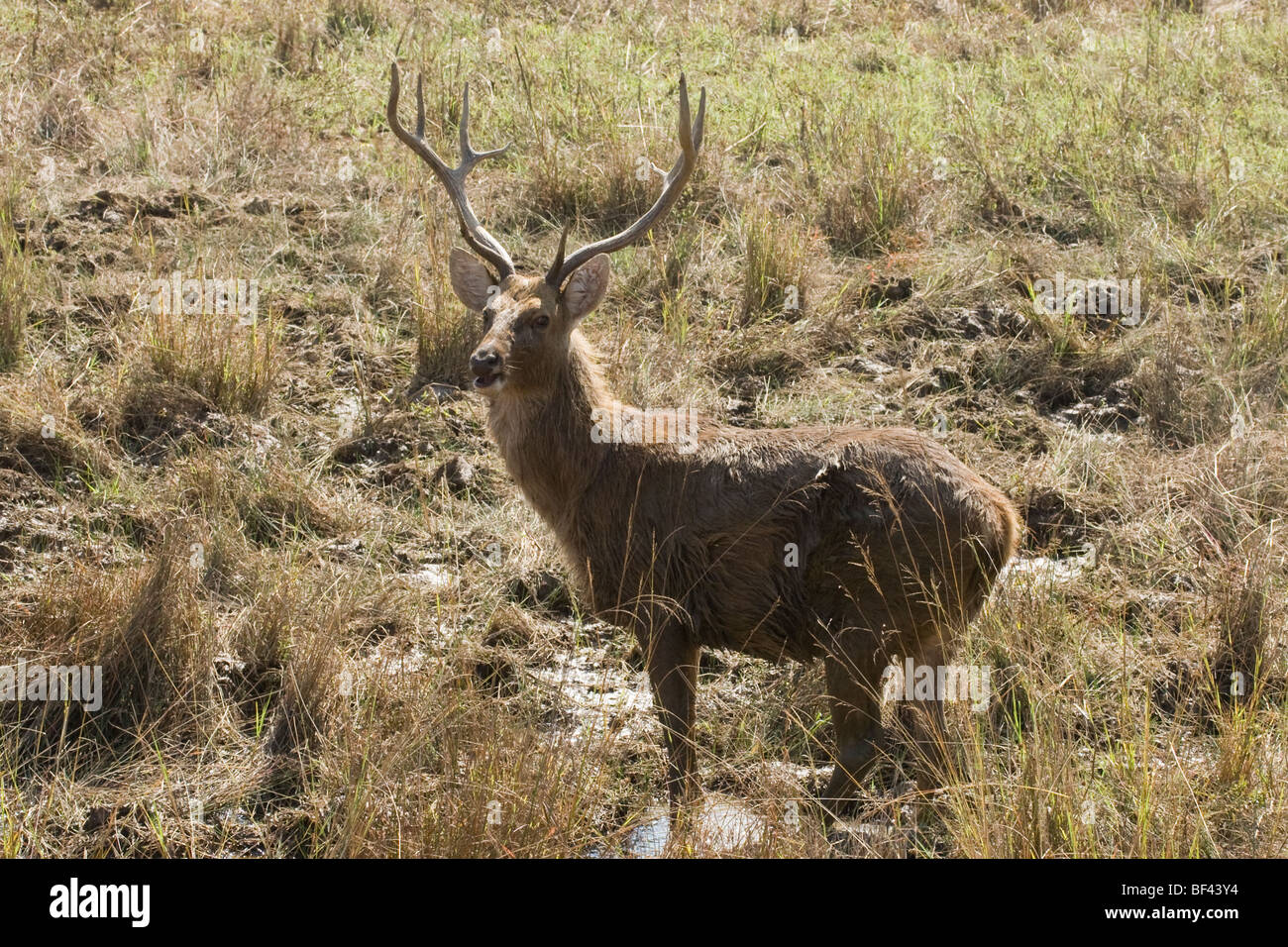 Stag, Barasingha Swamp deer, Cervus duvauceli, Kanha Tiger Reserve aka ...