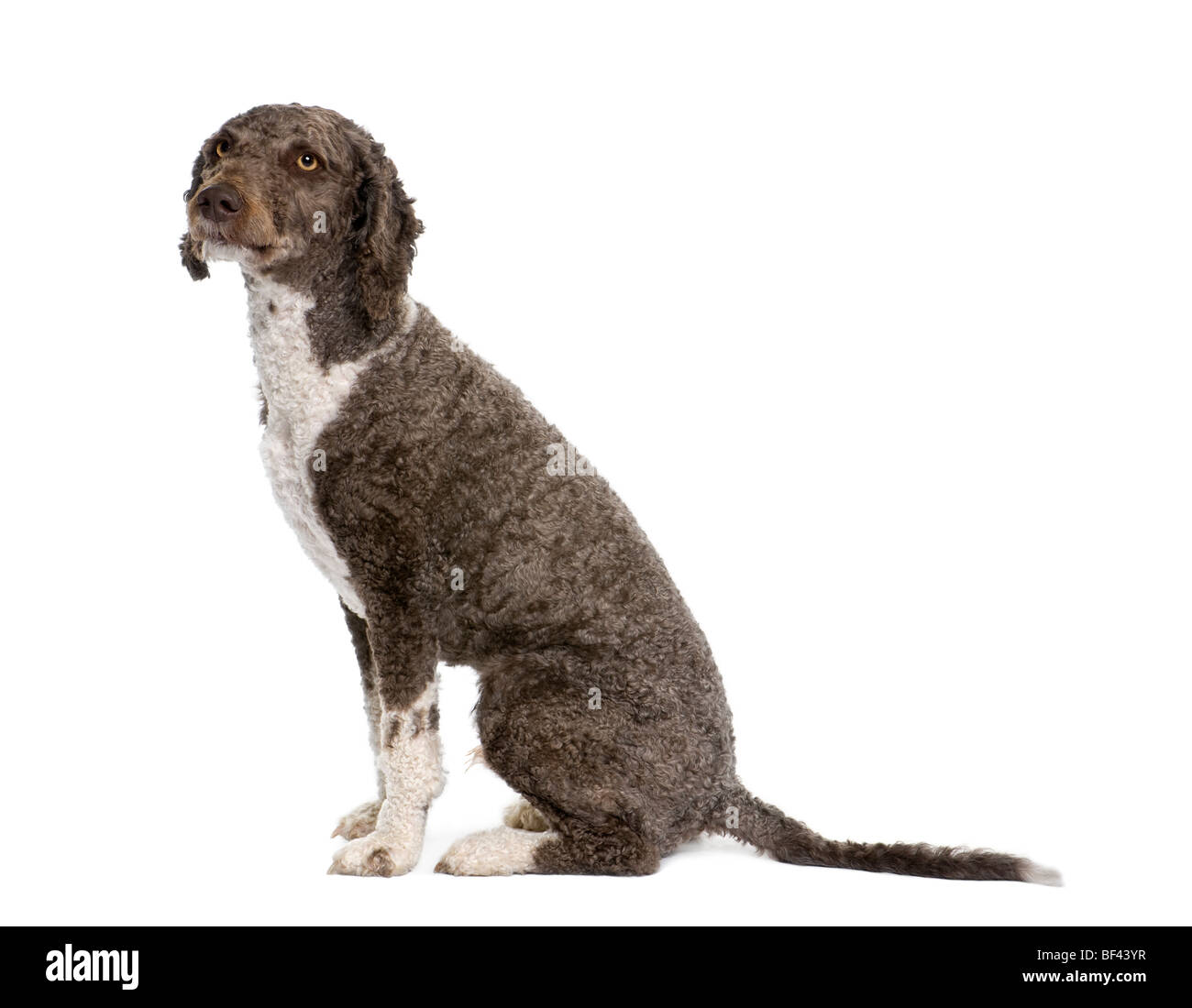 Is A Spanish Water Dog A Good Pet