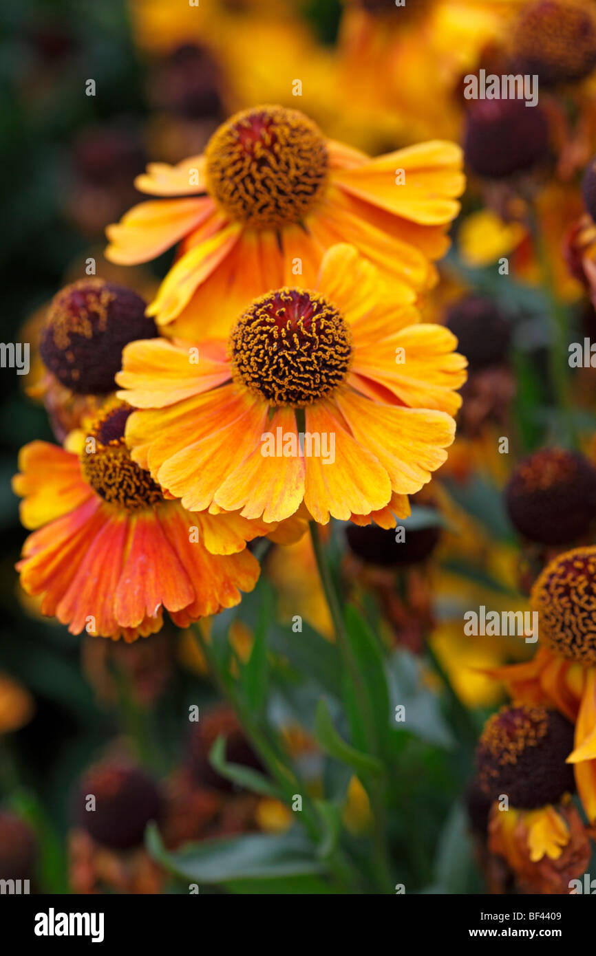 Vibrant yellow Helenium Stock Photo - Alamy