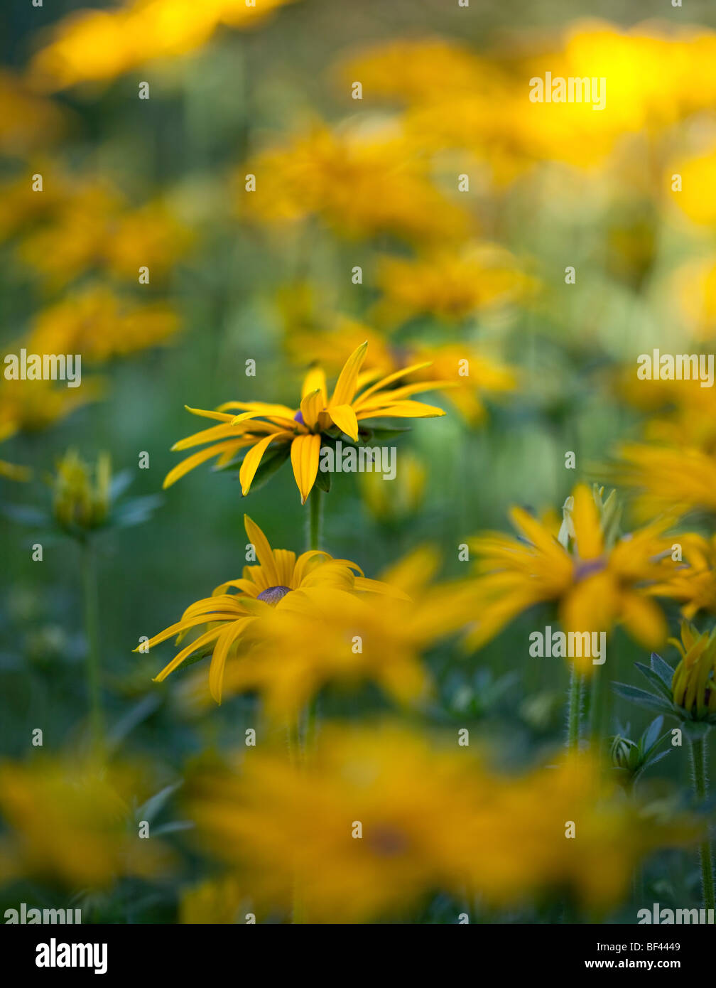 Sunshine yelllow hi-res stock photography and images - Alamy