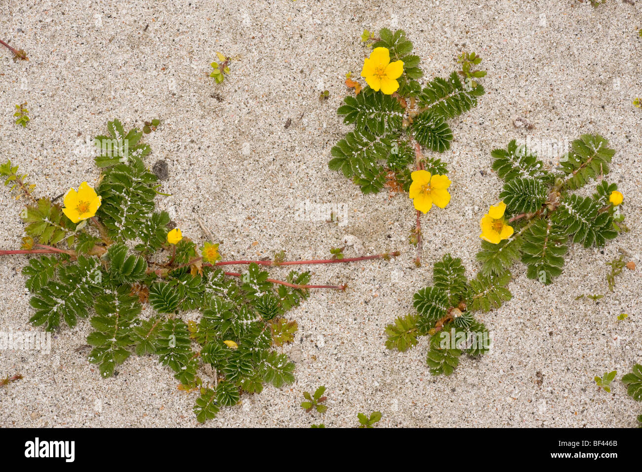 Silverweed Potentilla anserina growing in clumps on sand on South Uist ...