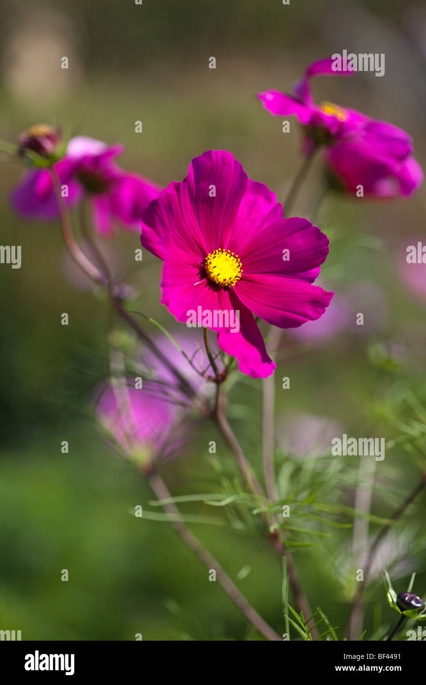 Beautiful pink Cosmos in gentle summer sun Stock Photo - Alamy