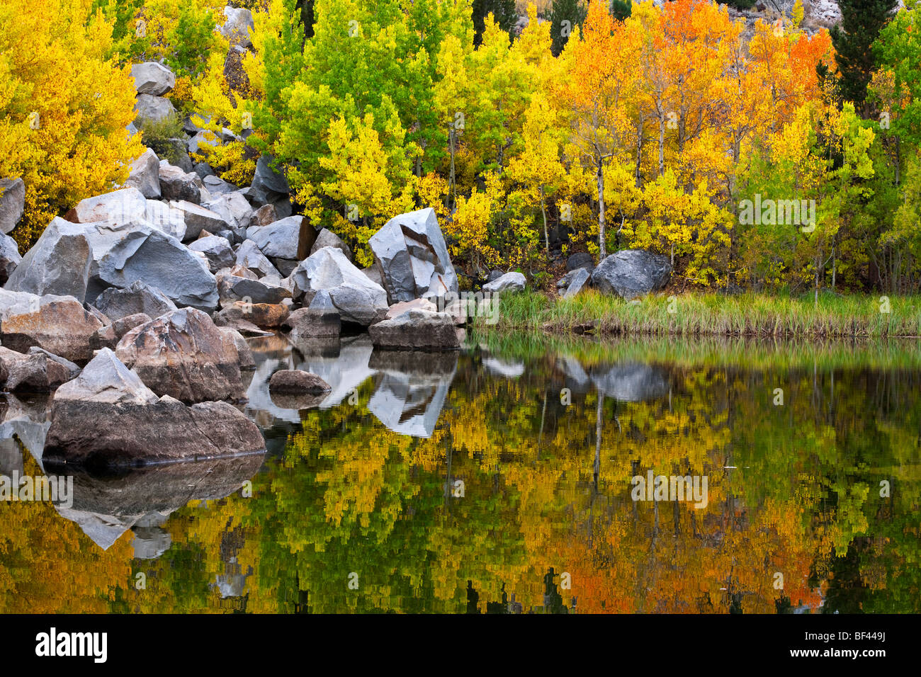 Aspen forest pond hi-res stock photography and images - Alamy