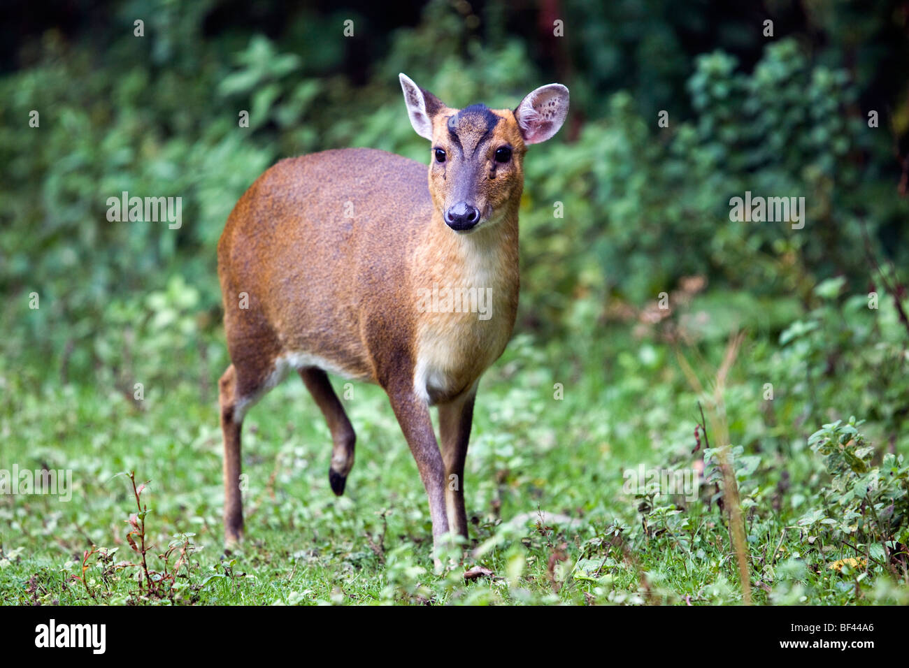 Muntjac Deer; Muntiacus reeversi; female Stock Photo - Alamy