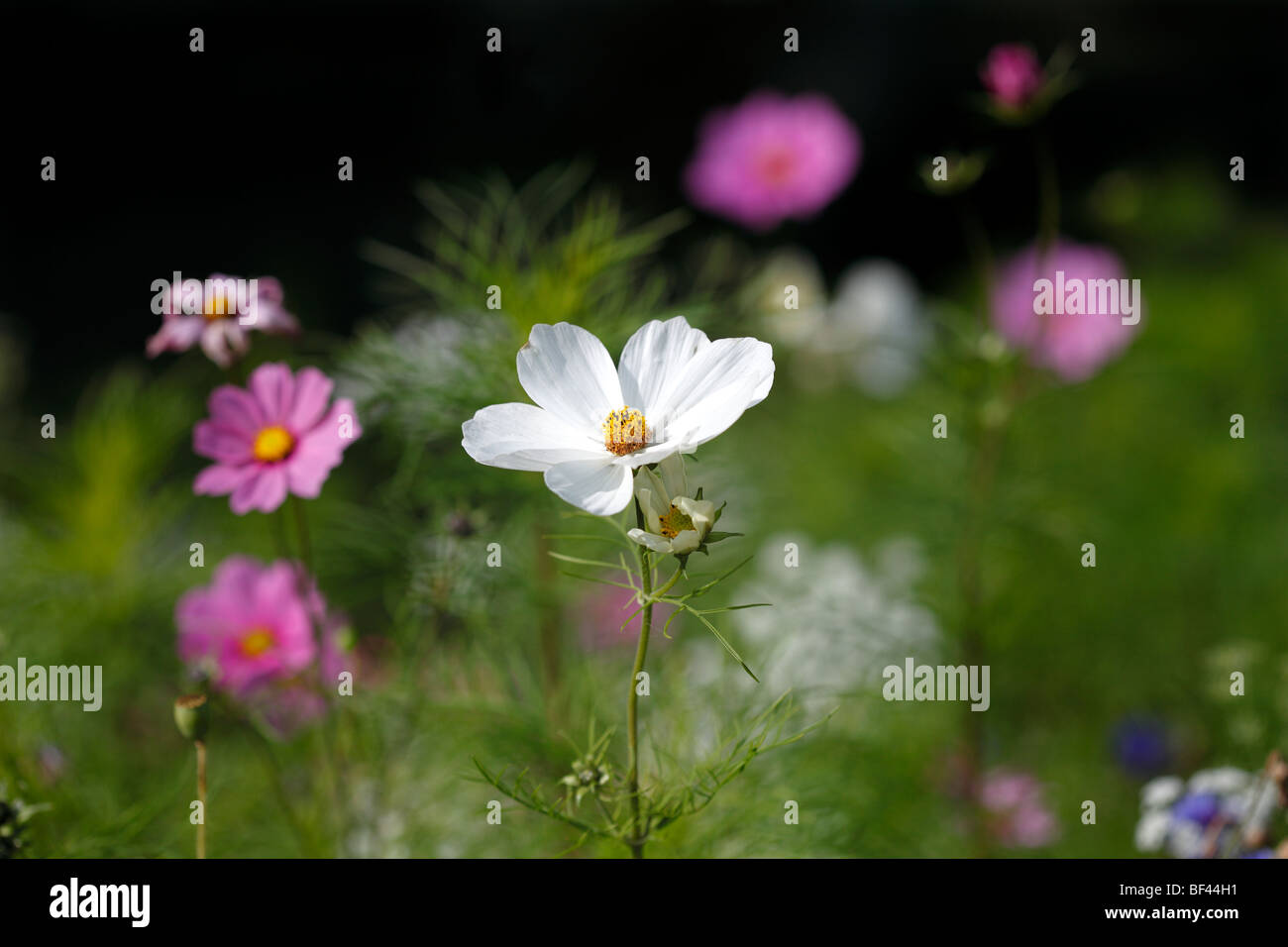 Beautiful pink Cosmos in gentle summer sun Stock Photo - Alamy