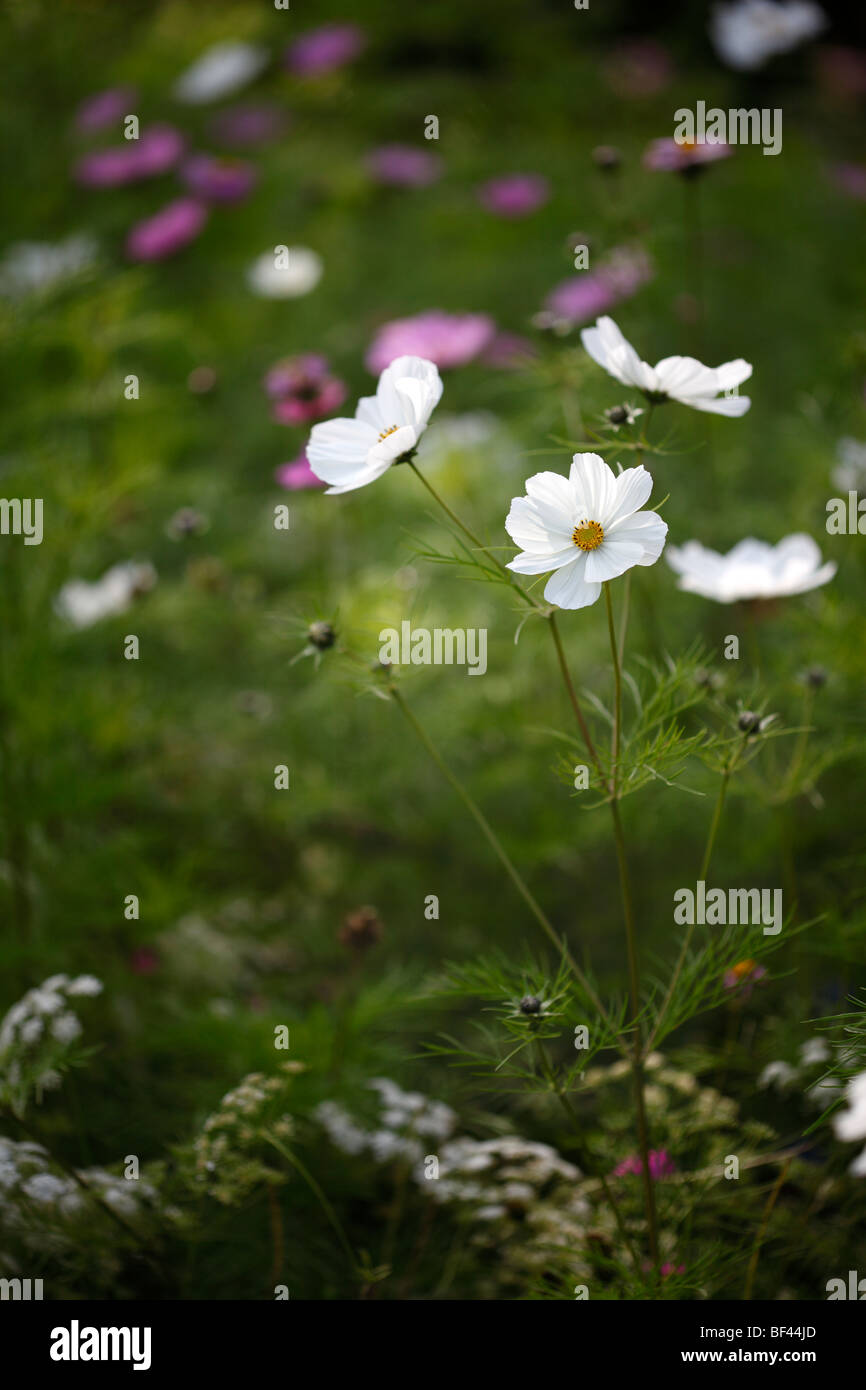 Summer border of pink and white Cosmos Stock Photo - Alamy