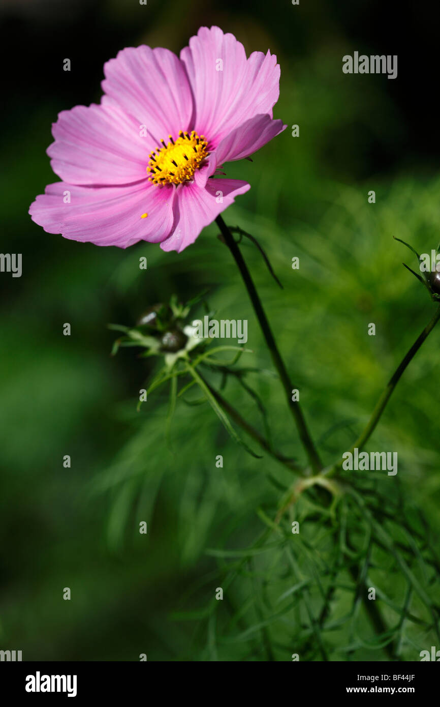 Beautiful pink Cosmos in gentle summer sun Stock Photo - Alamy