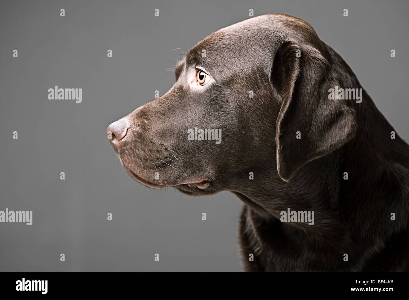 Labrador Dog Profile Portrait Head High Resolution Stock Photography ...