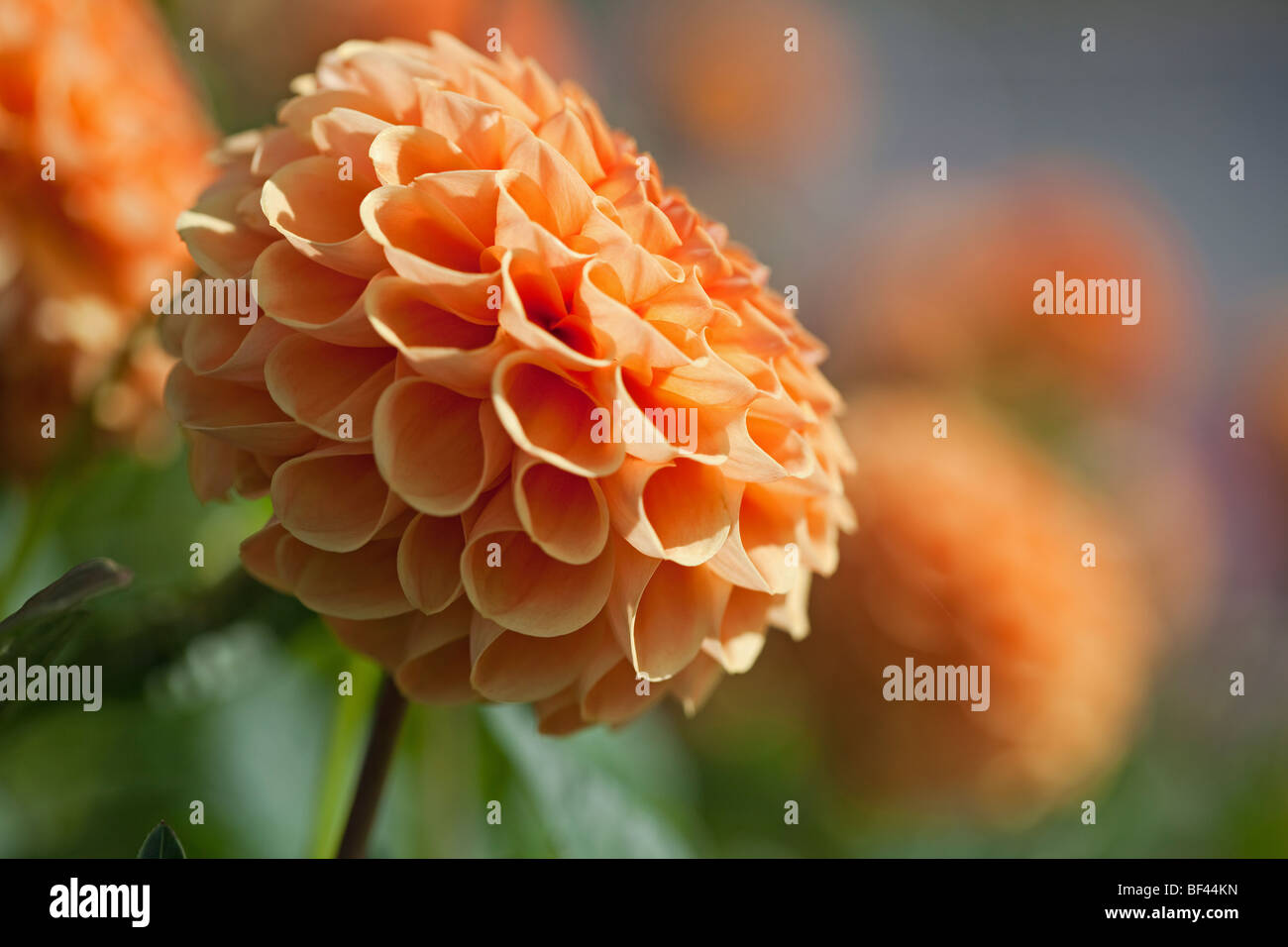Dahlia heart hi-res stock photography and images - Alamy