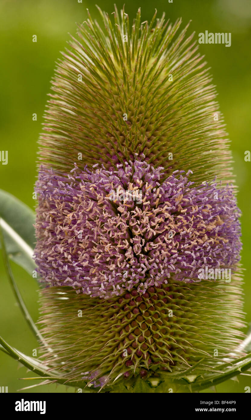 Wild Teasel in flower, Dipsacus fullonum (= D. sylvestris); Dorset ...