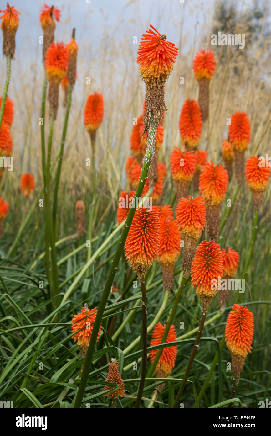 Kniphofia hi-res stock photography and images - Alamy
