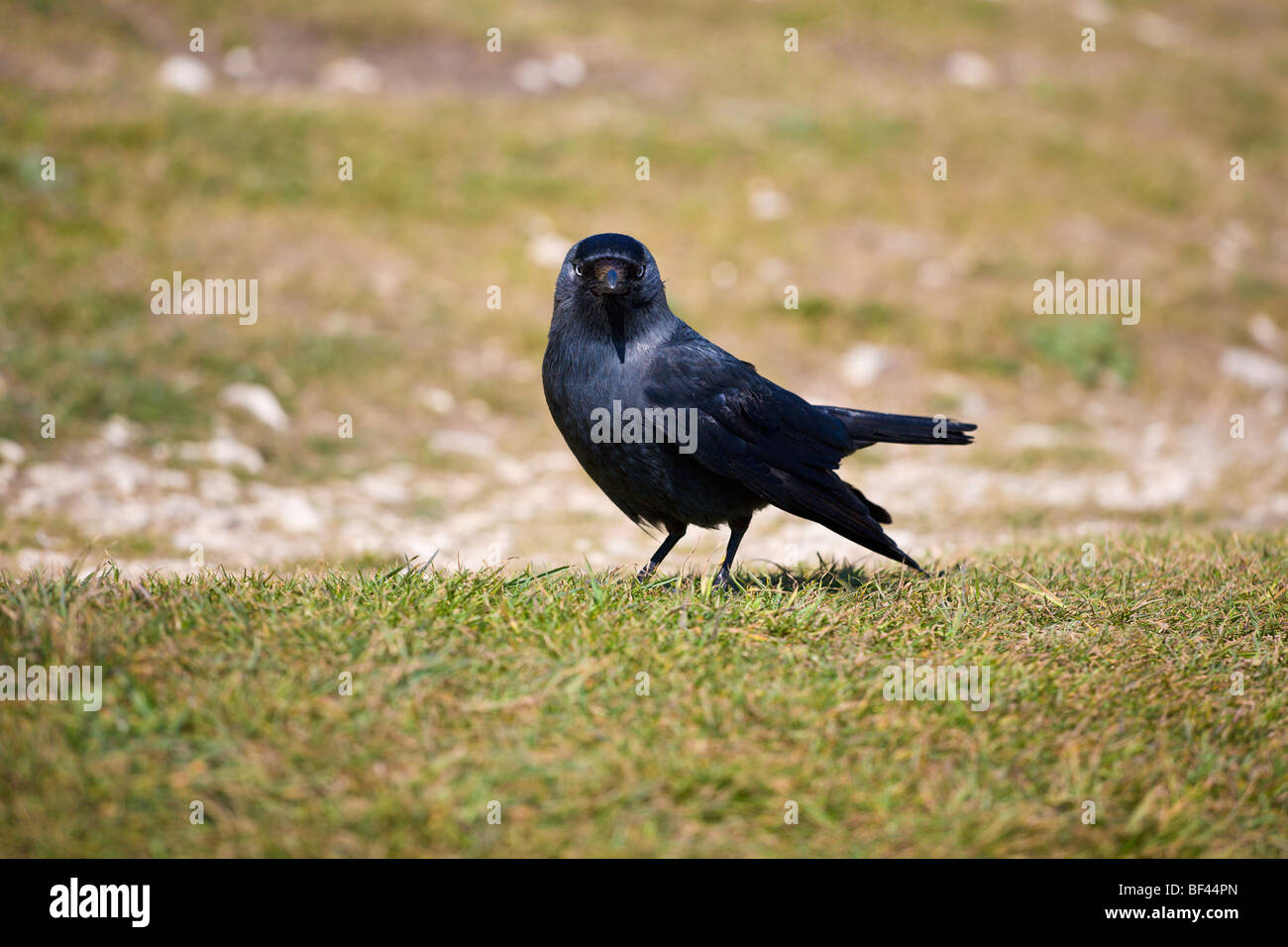 Jackdaw dorset hi-res stock photography and images - Alamy