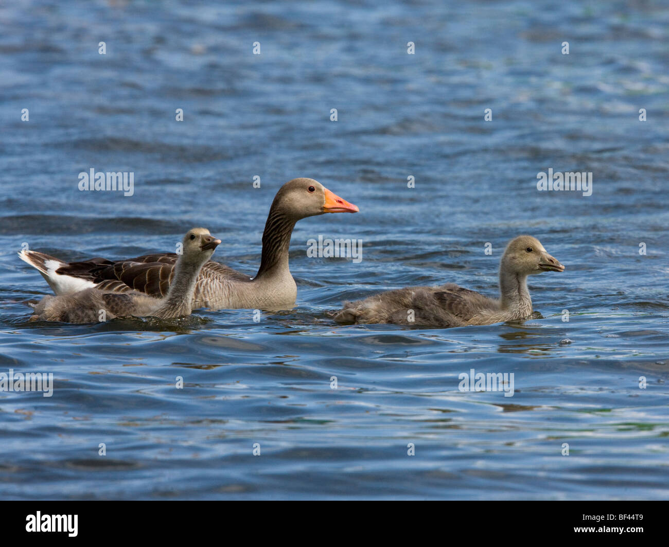 Martham broad hi-res stock photography and images - Alamy