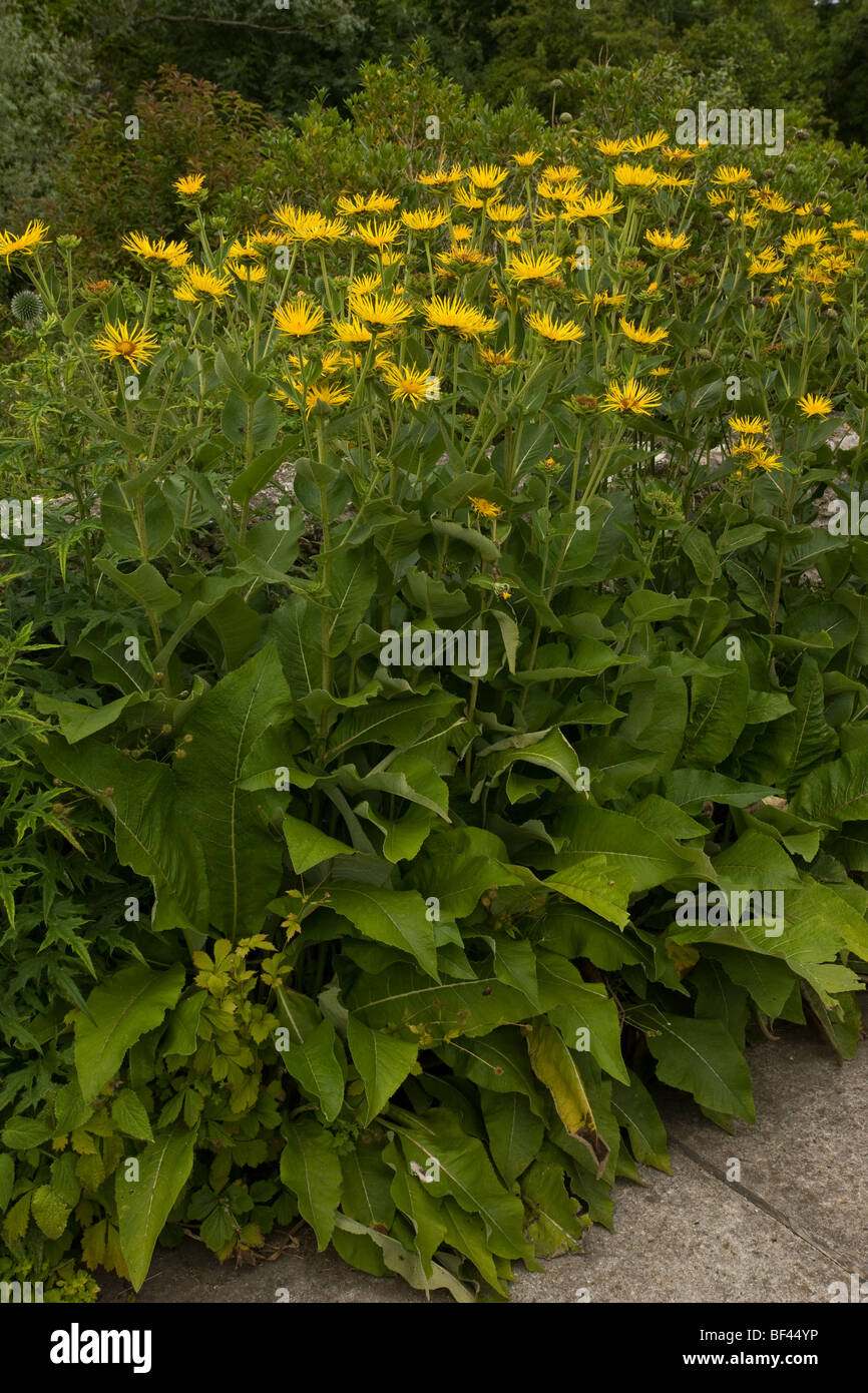 Elecampane, Inula helenium, growing in garden; used as a medicinal and ...