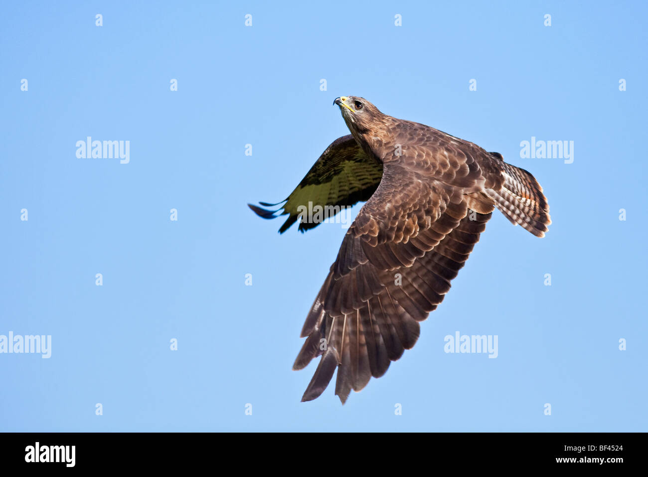 Buzzard flying hi-res stock photography and images - Alamy