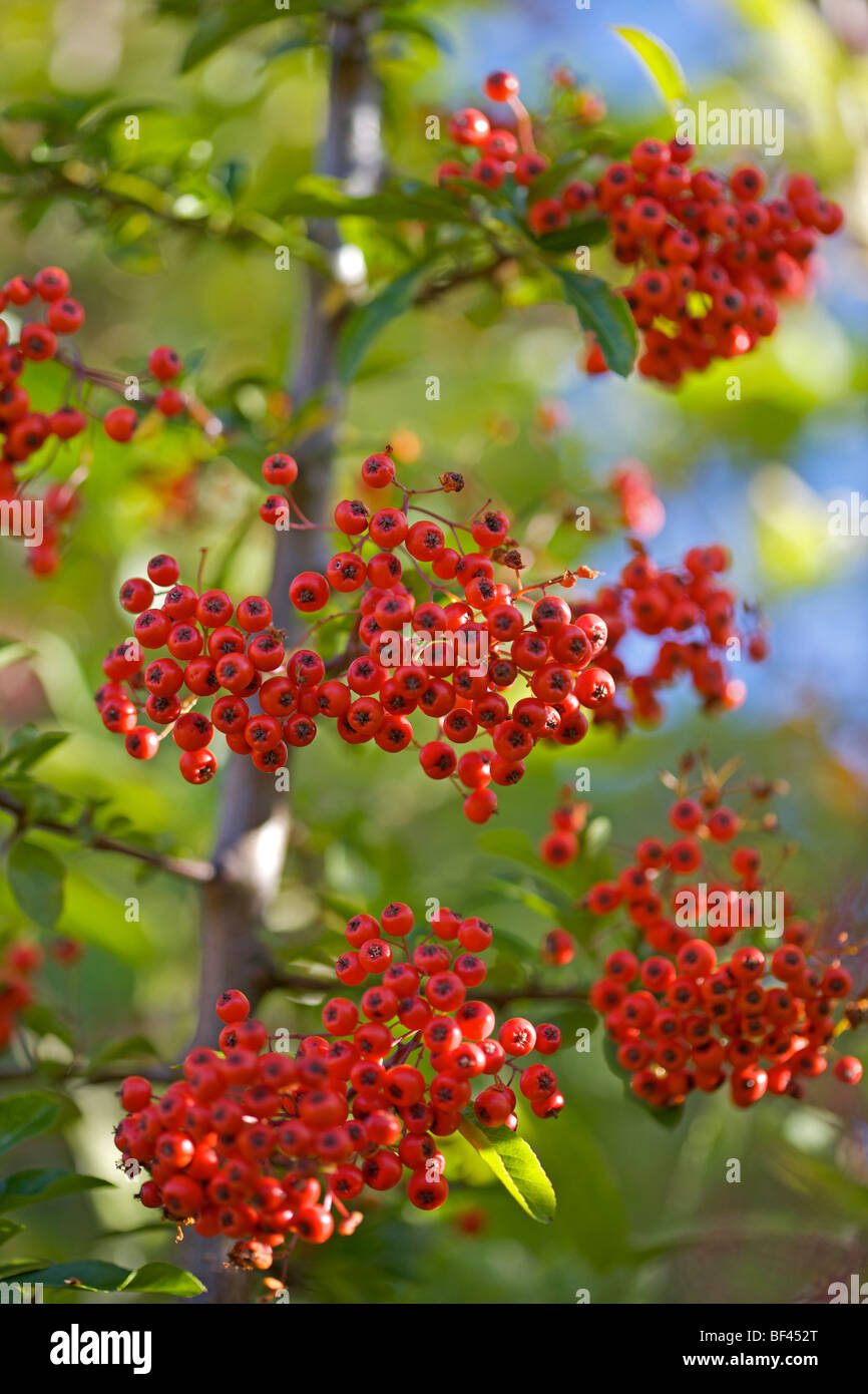 Red berries of the Pyracantha against blue sky Stock Photo - Alamy