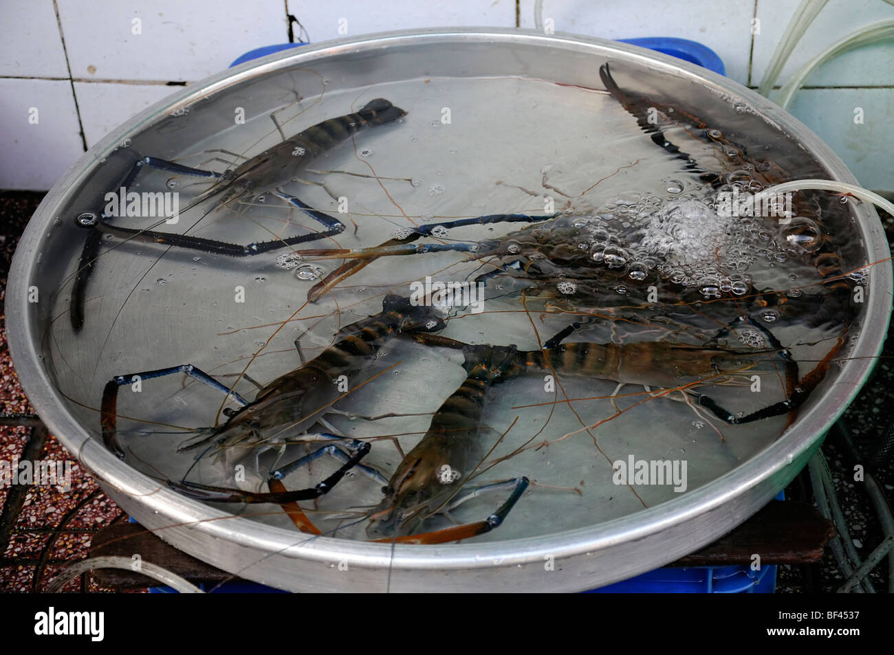 Living alive hi-res stock photography and images - Alamy