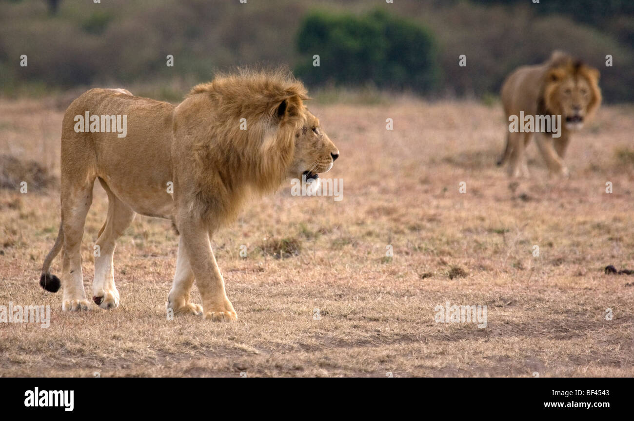 Male lion brothers hi-res stock photography and images - Alamy Male lion brothers hi-res stock photography and images - Alamy