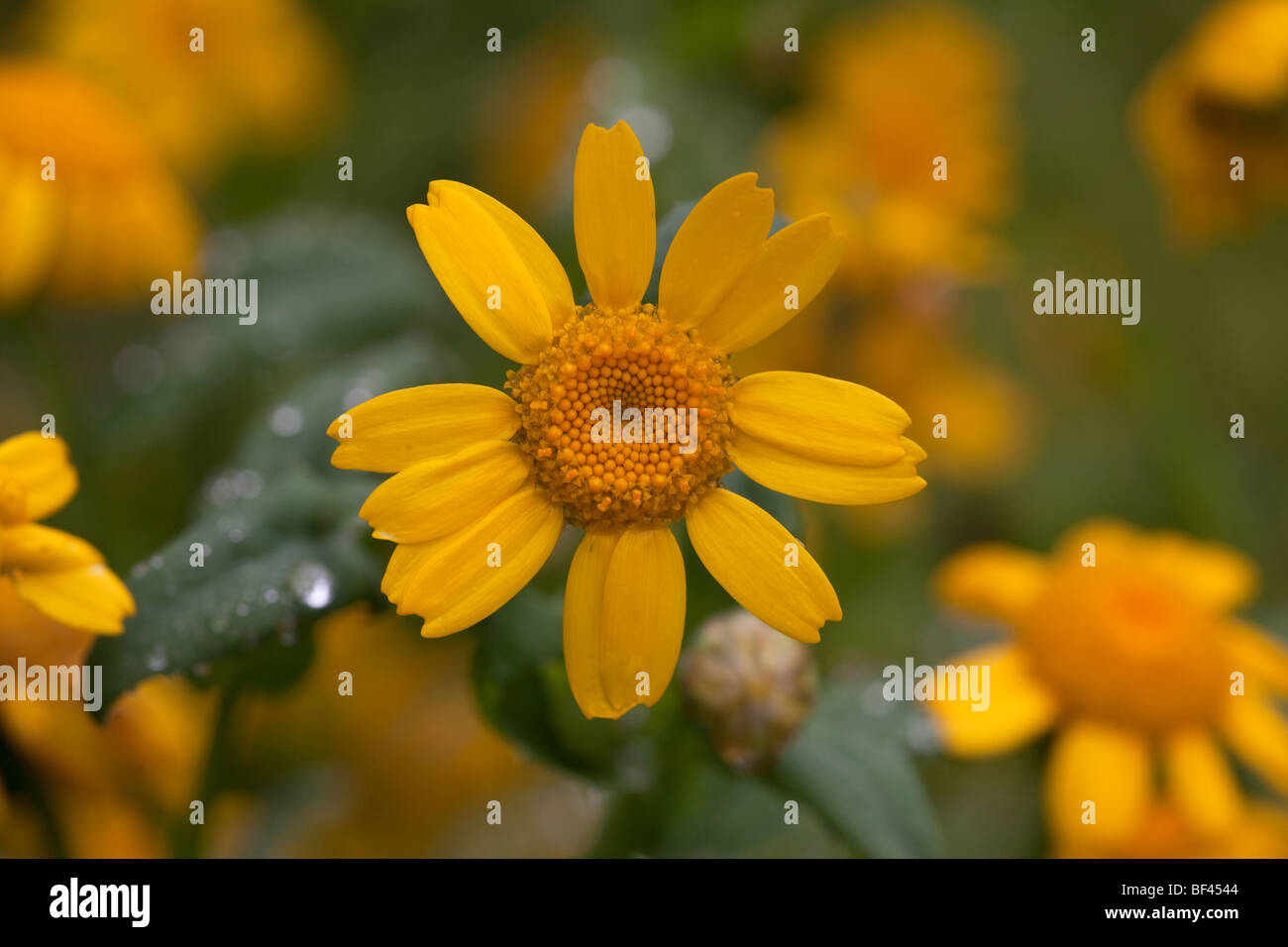 Corn marigold Chrysanthemum segetum - uncommon cornfield weed. Dorset ...