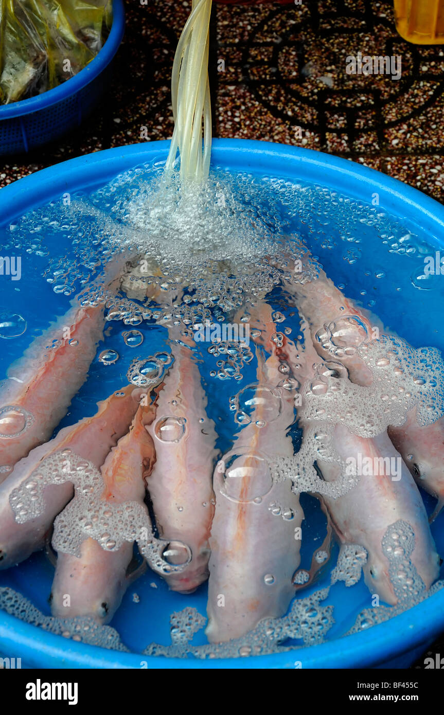 live alive living fish shallow container air pumped water crowded local ...