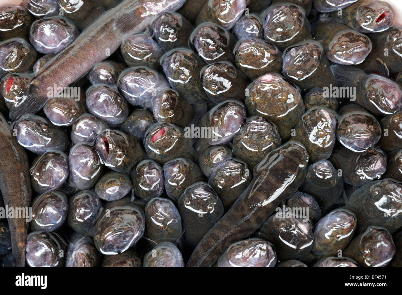 live alive living fish mudskippers crowded local organic produce food ...