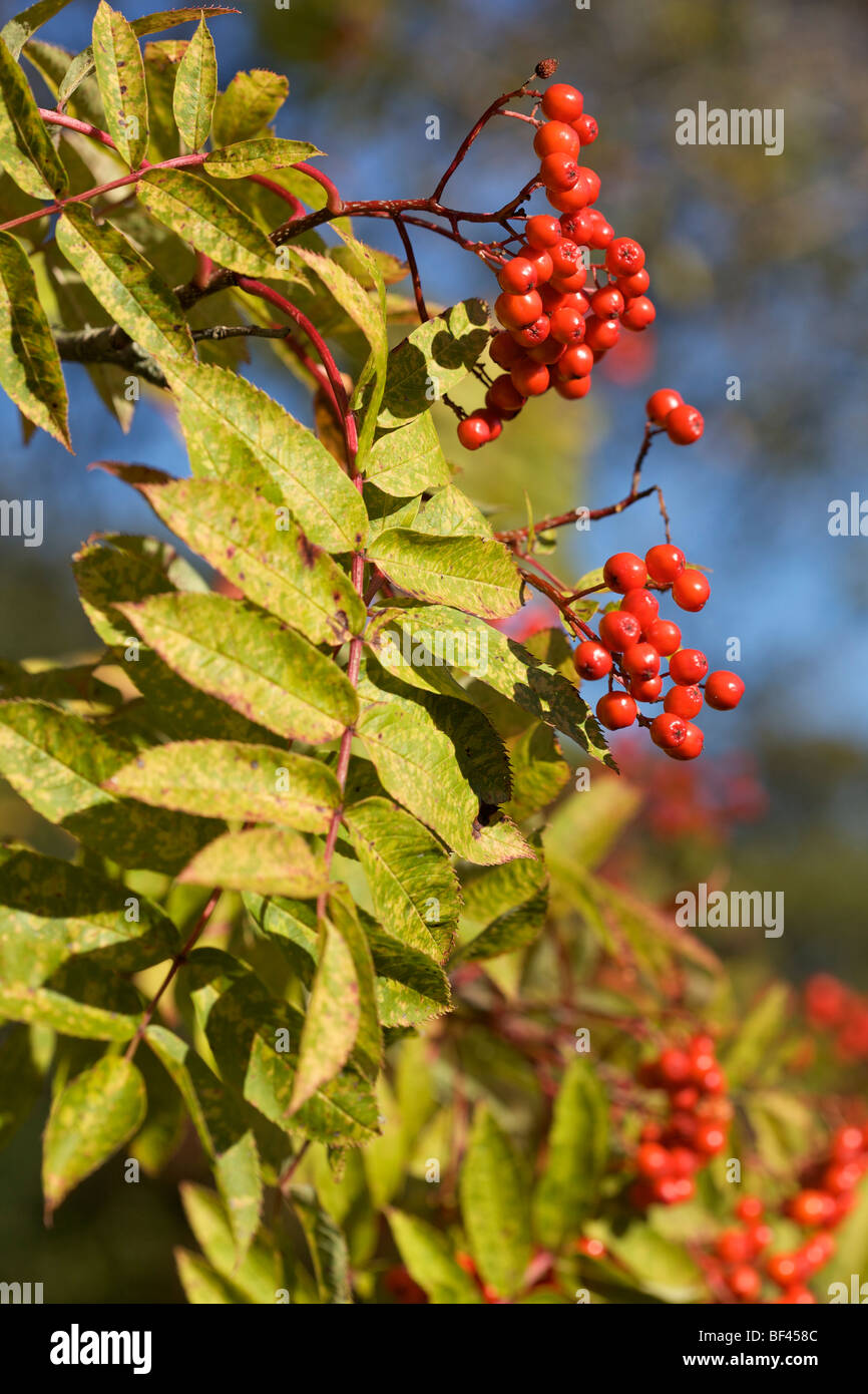 Sorbus Commixta "Japanese Rowan" against a bright blue sky Stock Photo ...