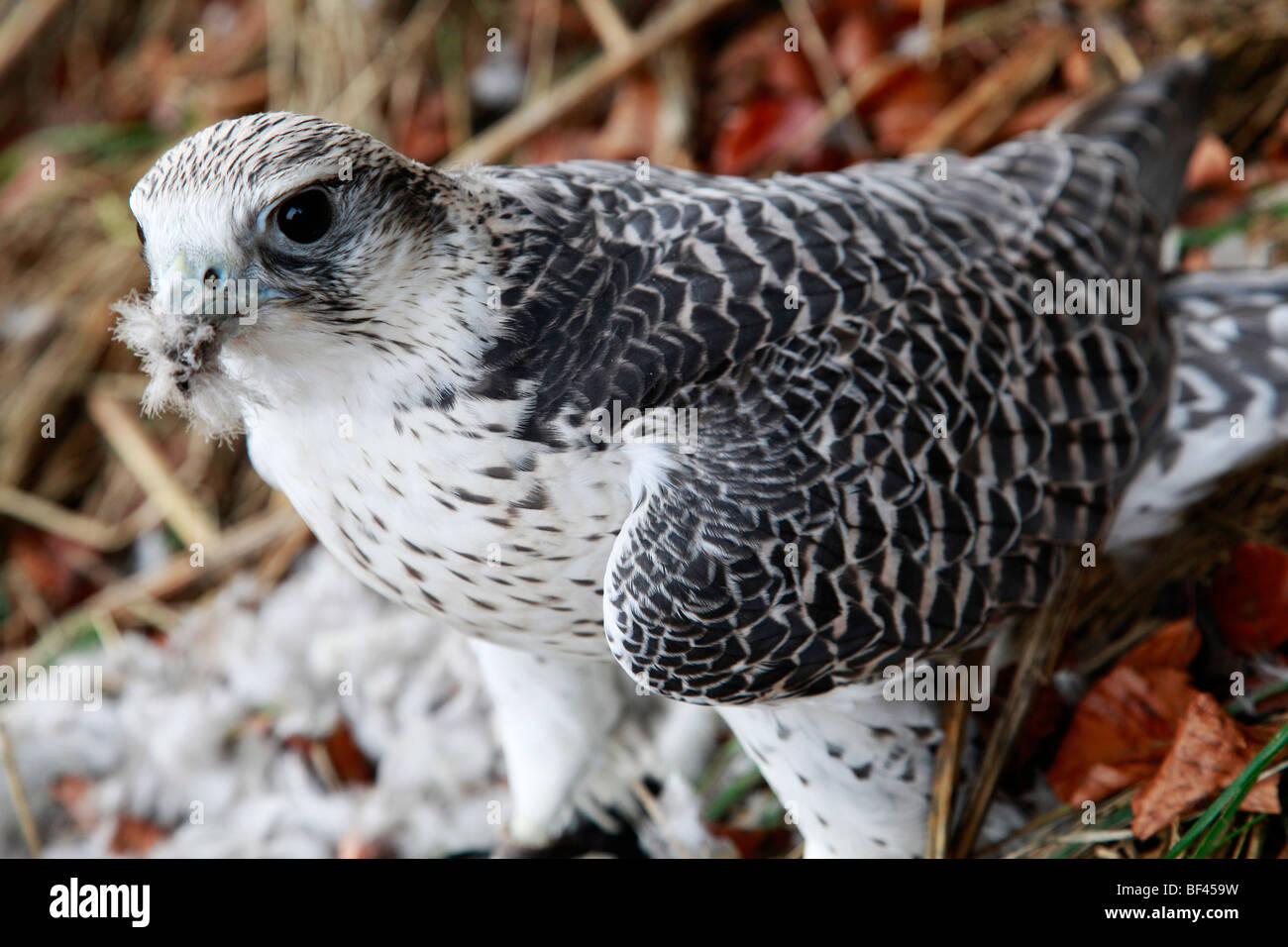 Hawk birds falcons hi-res stock photography and images - Alamy