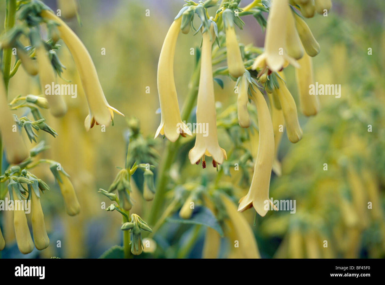 Phygelius aequalis hi-res stock photography and images - Alamy